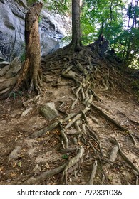 Network Intertwined Root System Stock Photo 792331036 | Shutterstock