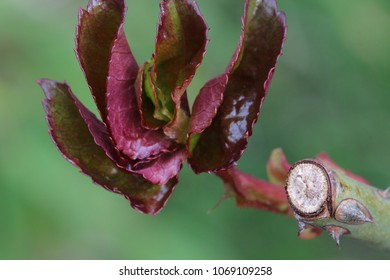 New Life Spring Stock Photo 1069109258 | Shutterstock