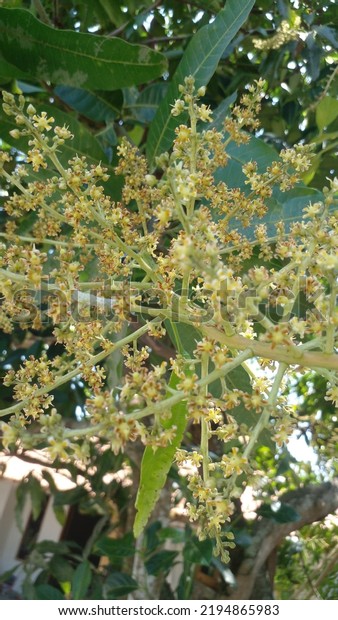 New Mango Flower Process Pollination Stock Photo 2194865983 | Shutterstock