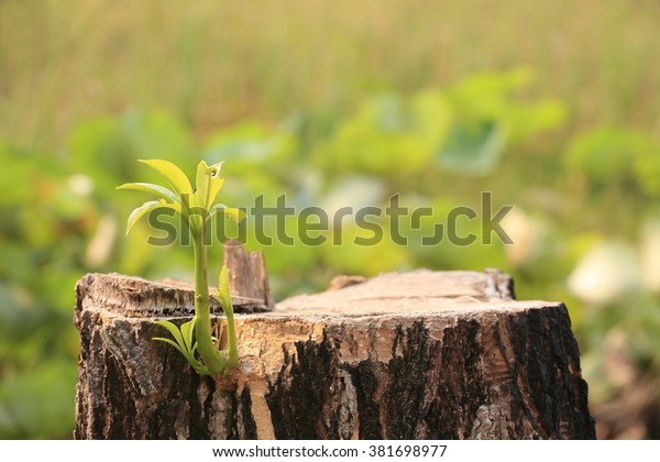 New Tree Beginning Stock Photo 381698977 | Shutterstock