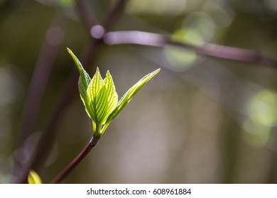 415,379 New Spring Growth Images, Stock Photos & Vectors | Shutterstock