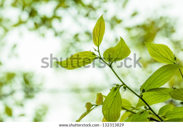 New Tree Leaves Budding Spring Stock Photo (Edit Now) 132313829