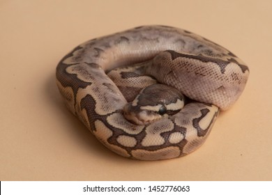 Newborn Baby Ballpython Front Studio Background Stock Photo 1452776063 ...