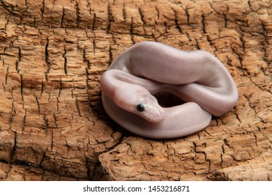 562 Newborn snake Images, Stock Photos & Vectors | Shutterstock