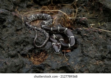 27 Common Wolf Snake India Images, Stock Photos & Vectors | Shutterstock