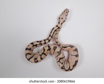 Newly Born Ball Python Snakes Domesticated Stock Photo 2080619866 ...