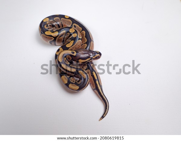 Newly Born Ball Python Snakes Domesticated Stock Photo 2080619815 ...