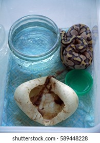 Newly Hatched Royal Ball Python Empty Stock Photo 589448231 | Shutterstock