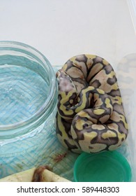 Newly Hatched Royal Ball Python Empty Stock Photo (Edit Now) 589448303