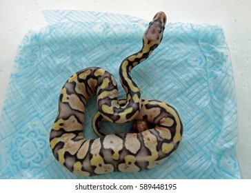 Newly Hatched Royal Ball Python Empty Stock Photo (Edit Now) 589448303