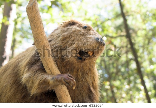 Nice Beaver Stock Photo (Edit Now) 6322054