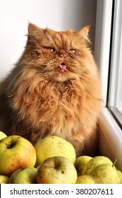 Nice Big Cat Apples Stock Photo 380207611 | Shutterstock