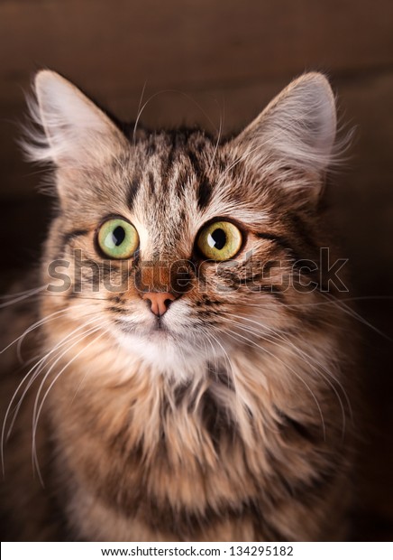 Nice Cat Stock Photo (Edit Now) 134295182