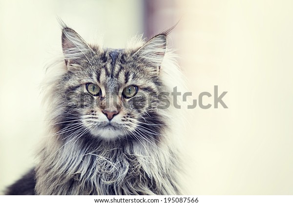 Nice Cat Stock Photo 195087566 | Shutterstock