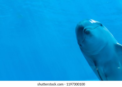 153 Dolphin looking camera Images, Stock Photos & Vectors | Shutterstock