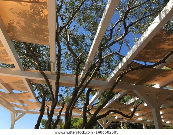 Nice Eaves Olive Tree On Ciovo Stock Photo 1486582583 | Shutterstock