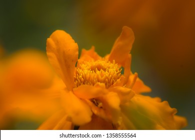 29 Gada ful Images, Stock Photos & Vectors | Shutterstock