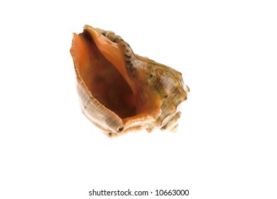 Nice Seashell Isolated On White Background Stock Photo 10663000 ...