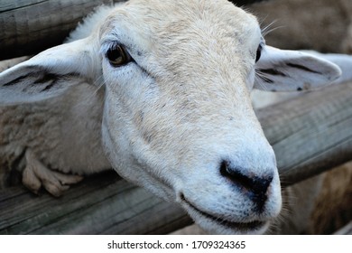 Nice Sheep Posing Camera Stock Photo 1709324365 | Shutterstock