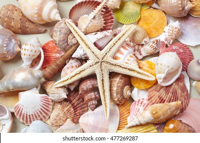 Nice Shells Stock Photo 477269287 | Shutterstock