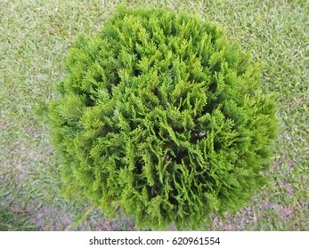 Nice Tree Stock Photo 620961554 | Shutterstock