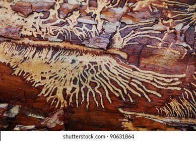5,585 Bark beetle patterns Images, Stock Photos & Vectors | Shutterstock