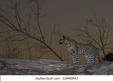 Leopard at night : 4 378 images, photos et images vectorielles de stock ...