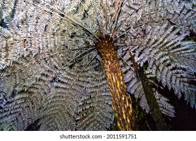 409 Ponga tree Images, Stock Photos & Vectors | Shutterstock