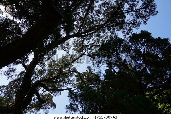 Nightfall Shadow Black Tree Sunset Sky Stock Photo 1765730948 ...