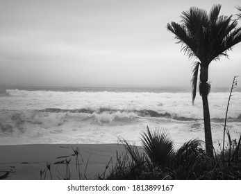 152 Nikau palm tree Images, Stock Photos & Vectors | Shutterstock