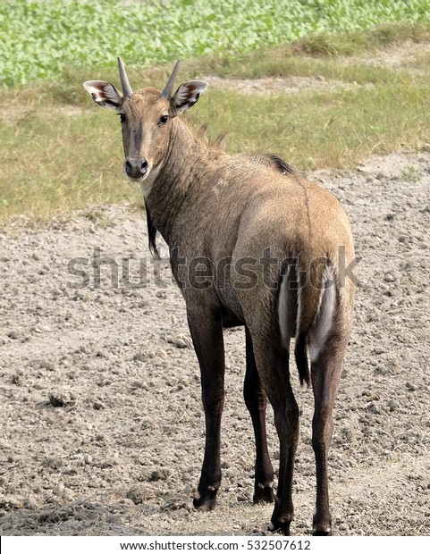 Nilgai Stock Photo (Edit Now) 532507612