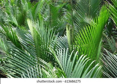 2,659 Nipa palm Images, Stock Photos & Vectors | Shutterstock