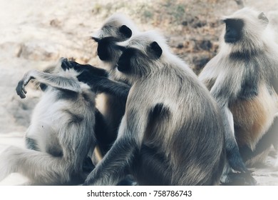Nit Picking Monkeys Stock Photo 758786743 | Shutterstock