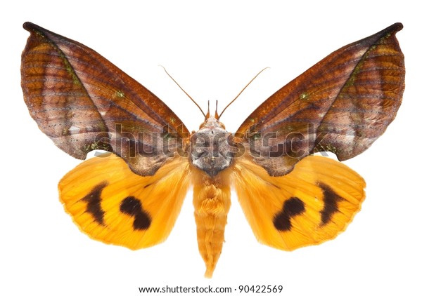Noctuidae Moth Eudocima Aurantia Moore 1877 Foto de stock 90422569 ...