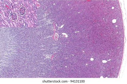 Normal Kidney Showing Outer Cortex Right Stock Photo (Edit Now) 94131100