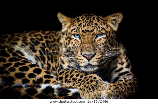 Стоковая фотография 1571672446: North China Leopard Panthera Pardus ... Стоковая фотография 1571672446: North China Leopard Panthera Pardus ...