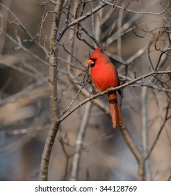 2,510 Flying Cardinal Images, Stock Photos & Vectors | Shutterstock