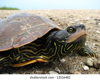 105 imágenes de Common map turtle - Imágenes, fotos y vectores de stock ...