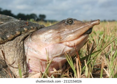 250 Florida soft shell turtle Images, Stock Photos & Vectors | Shutterstock