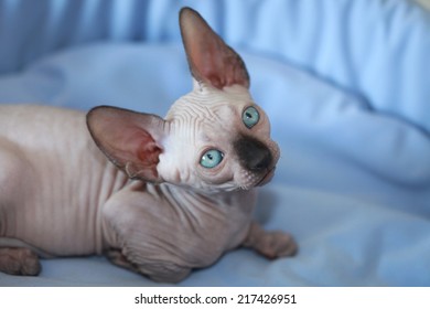 120 Nu cat Images, Stock Photos & Vectors | Shutterstock