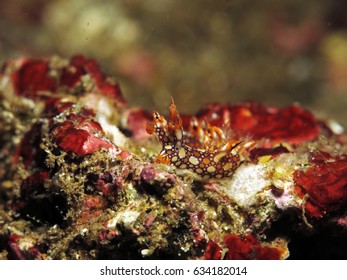 Nudi Stock Photo 634182014 | Shutterstock