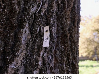 Free tree identification stock photos. Download the best free tree ...
