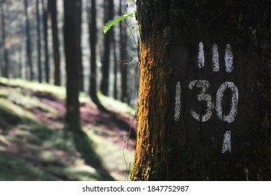 Number Mark Tree Stock Photo 1847752987 | Shutterstock