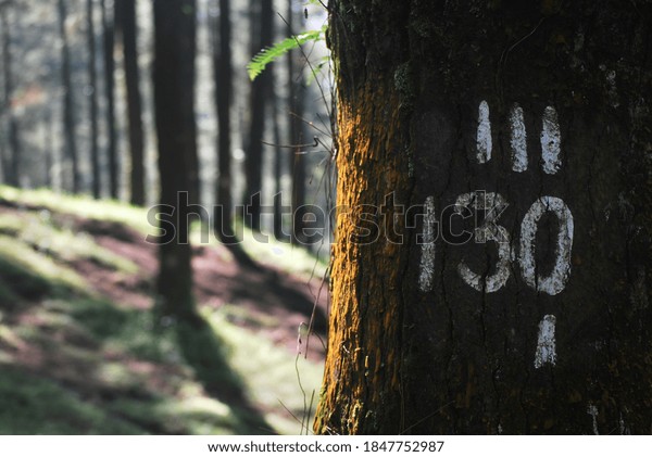 Number Mark Tree Stock Photo 1847752987 | Shutterstock