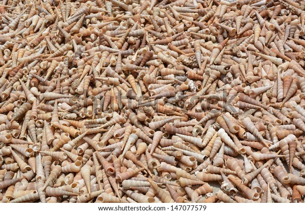 Number Shell Look Like Background Stock Photo 147077579 | Shutterstock