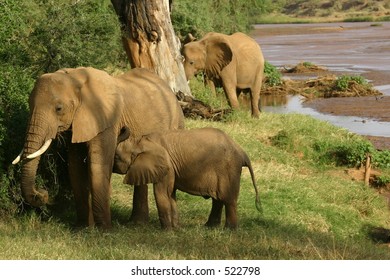 206 Breastfeeding elephant Images, Stock Photos & Vectors | Shutterstock
