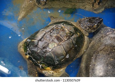 Nurturing Curing Turtle Broken Shell Due Stock Photo 1130507639 ...