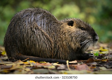 North American Beaver Castor Canadensis Yawning Stock Photo 83876899 ...