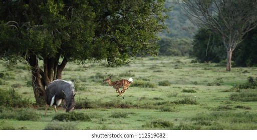 Nyala Ewe Running Jumping While Ram Stock Photo 112519082 | Shutterstock