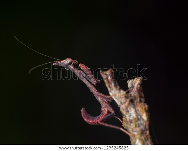Nymph Praying Ghost Mantis Stock Photo 1295245825 | Shutterstock